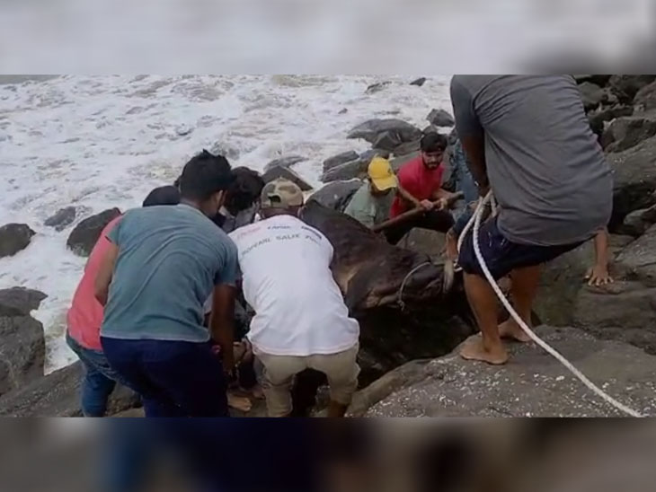 The cow drowning in the sea was rescued by the locals | રેસ્કયુ ...