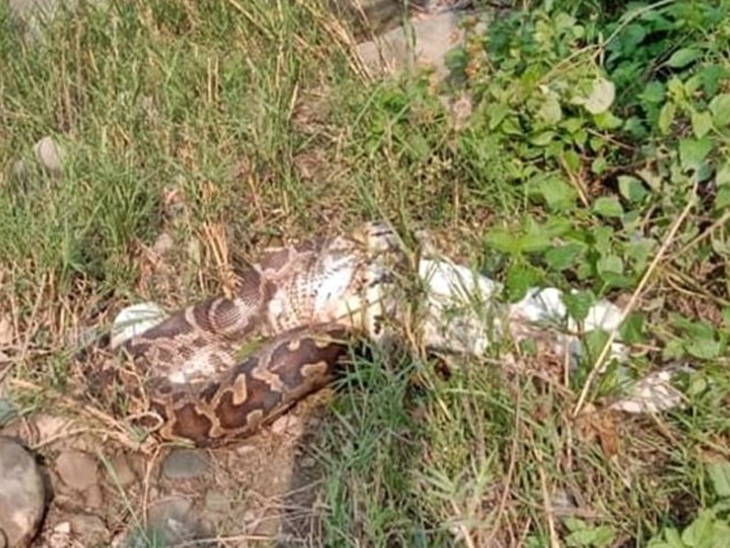 મહાકાય અજગર કૂતરાંને ગળી ગયો, વીડિયો વાઇરલ | The giant python swallowed ...