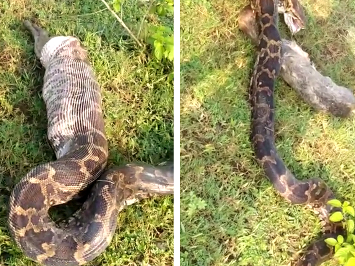 The python swallowed the whole fox, | મધ્યપ્રદેશ: અજગર આખેઆખું શિયાળ ...