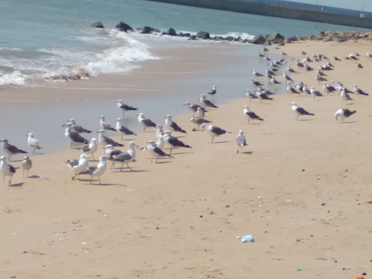 Arrival of exotic bird seagull in Porbandar