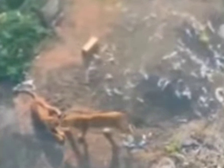 lion show from girnar ropeway and this video viral on social media ...