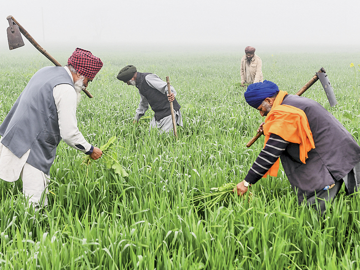 Trade farming !! | વિશેષ: વેપાર ખેતીનો!! | Divya Bhaskar