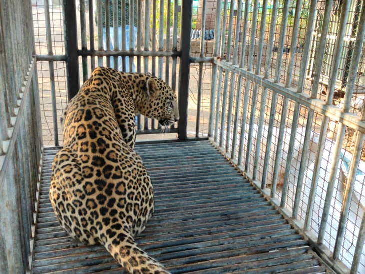 Pangolin caged from Pransali village of Keshad, pangolin shifted to ...