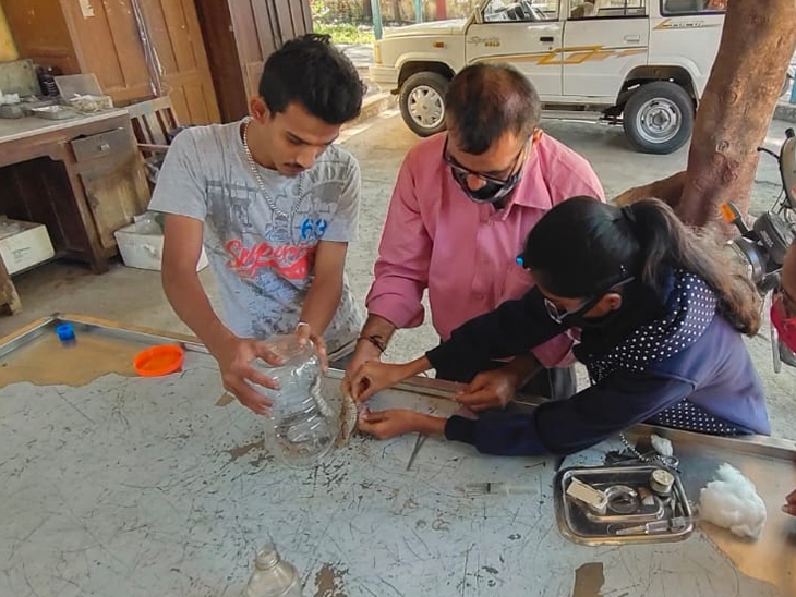 Injured venomous snake surgery was performed for the first time in Vyara