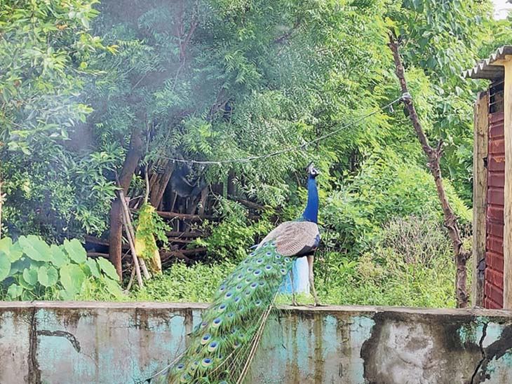 The home of the national bird peacock is Sangpur village of Ankleshwar ...