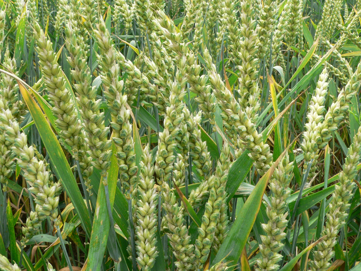 This year Ravi crop was planted in 1.08 lakh hectares: a record of 7 ...