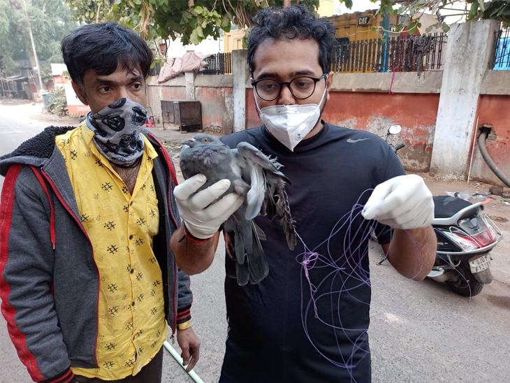 Animal Life Care rescues pigeon injured by Chinese rope