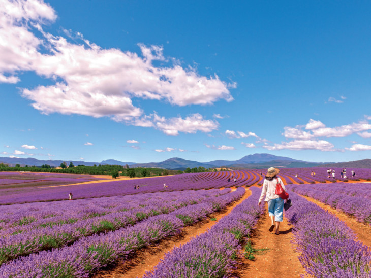 The World s Largest Lavender Farm Awaits Indians In Tasmania Australia the-world-s-largest-lavender-farm-awaits-indians-in-tasmania-australia