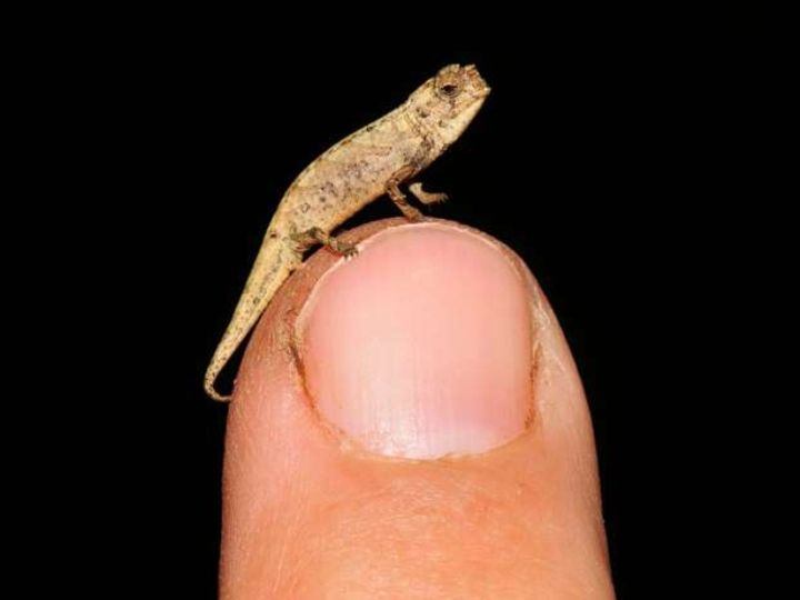 World's Smallest Chameleon Found In Northern Madagascar | મેડાગાસ્કરનાં ...