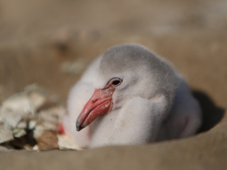 Flamingo City becomes Gift City: 7.5 lakh survivors in Kutch between ...