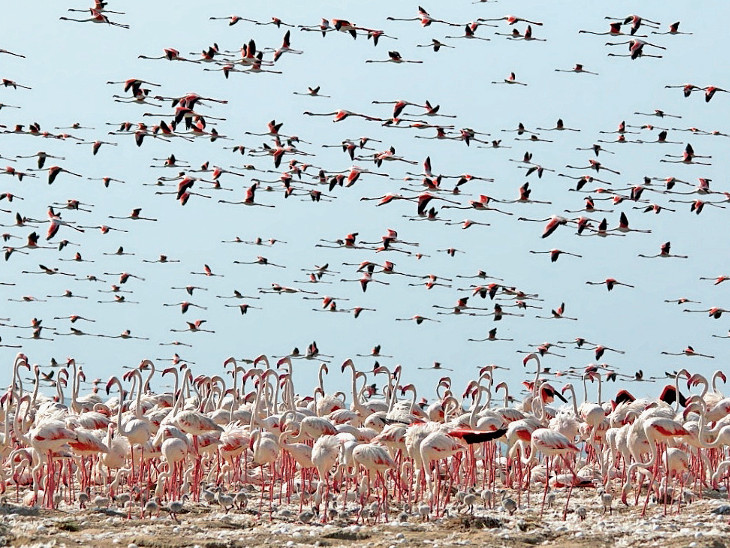Flamingo City becomes Gift City: 7.5 lakh survivors in Kutch between ...