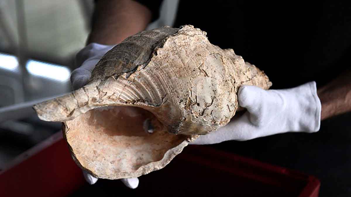 The 18,000-year-old conch, first played, has been preserved in a museum ...
