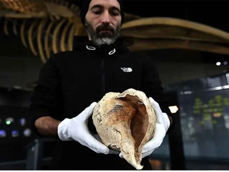 The 18,000-year-old conch, first played, has been preserved in a museum ...