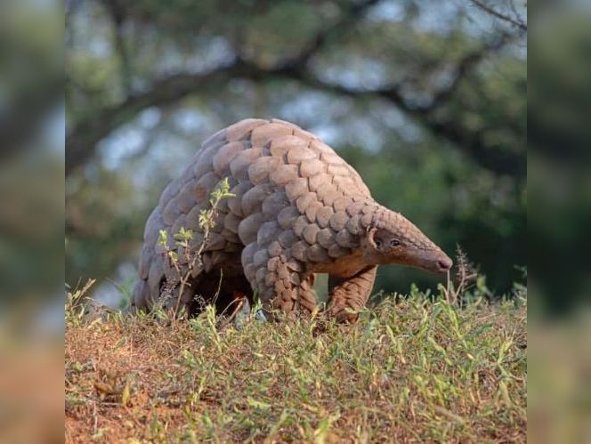 કચ્છમાં કીડીખાઉની વસ્તી ખુબ મોટી સંખ્યામાં, પણ શરમાળ પ્રકૃતિના પ્રાણીના ...