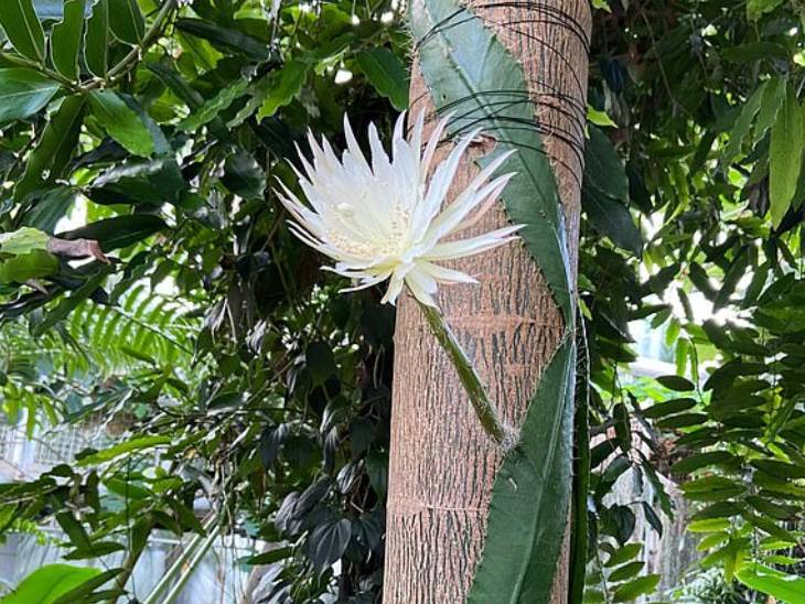 Rare Amazonian cactus flowers for first time in UK
