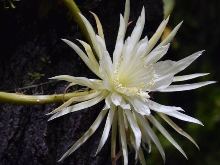Rare Amazonian cactus flowers for first time in UK