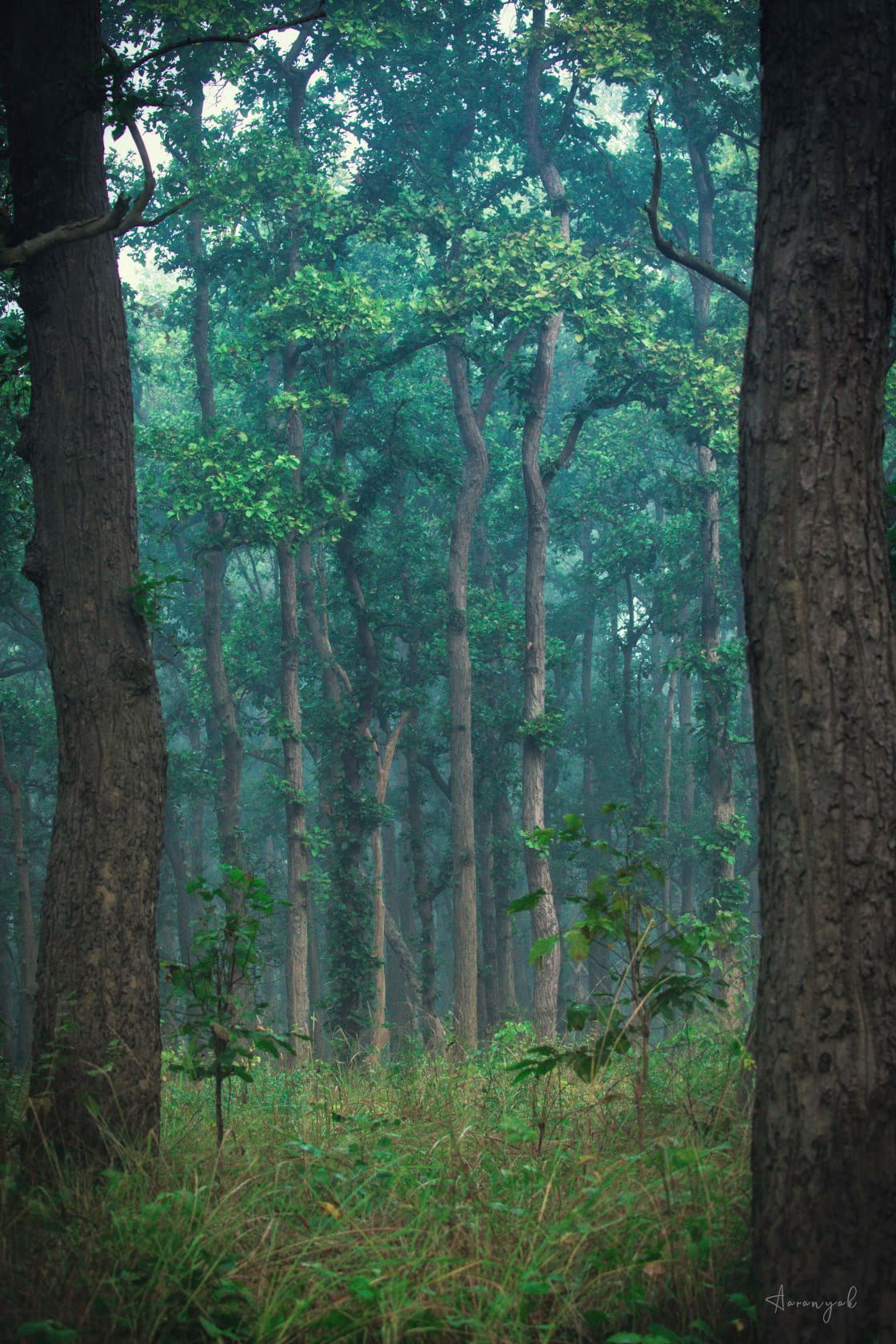 Let's meet nature today, walk in the lowland forest | એક્સપ્લોર ઇન્ડિયા ...