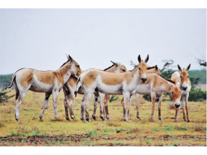 Surkhab is the pride of the big desert, Ghudkhar is the pride of the ...