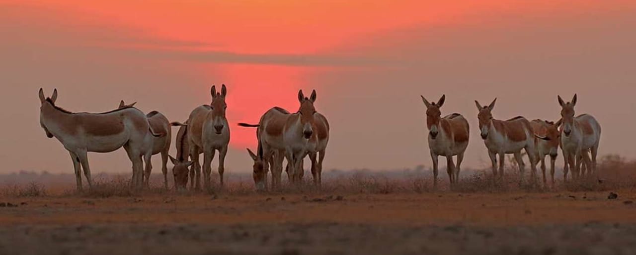 After a long period of one year, Ghudkhar Sanctuary has been opened for ...