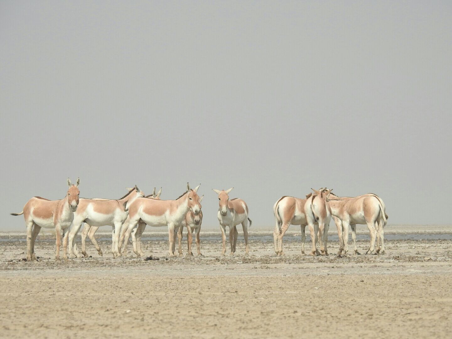 After a long period of one year, Ghudkhar Sanctuary has been opened for ...