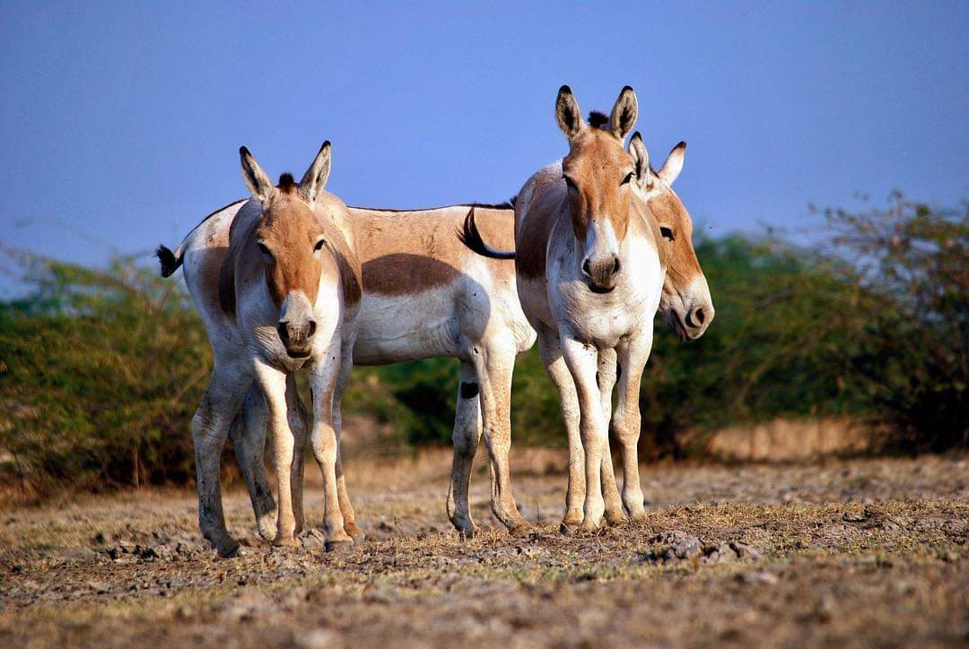 After a long period of one year, Ghudkhar Sanctuary has been opened for ...