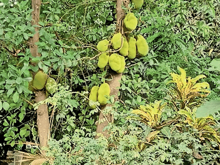 Cultivation in Ganadevi, a state fruit in Kerala and Tamil Nadu | સ્ટેટ ...