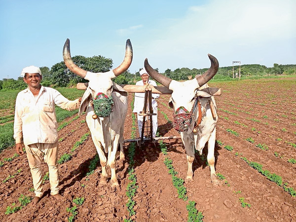 In Talaja taluka, 90 per cent planting was done in kharif season ...