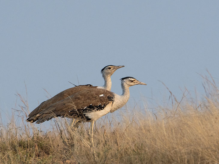 The Union Ministry of Forests and Environment did not name Ghorad in ...