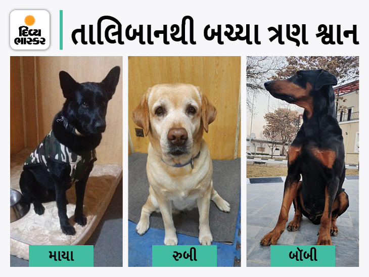 Ruby, Bobby and Maya, who survived the Taliban, repeatedly rescued the ...