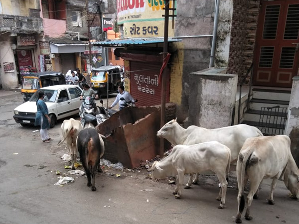 In Valsad, rat infestation increased due to garbage, property damage