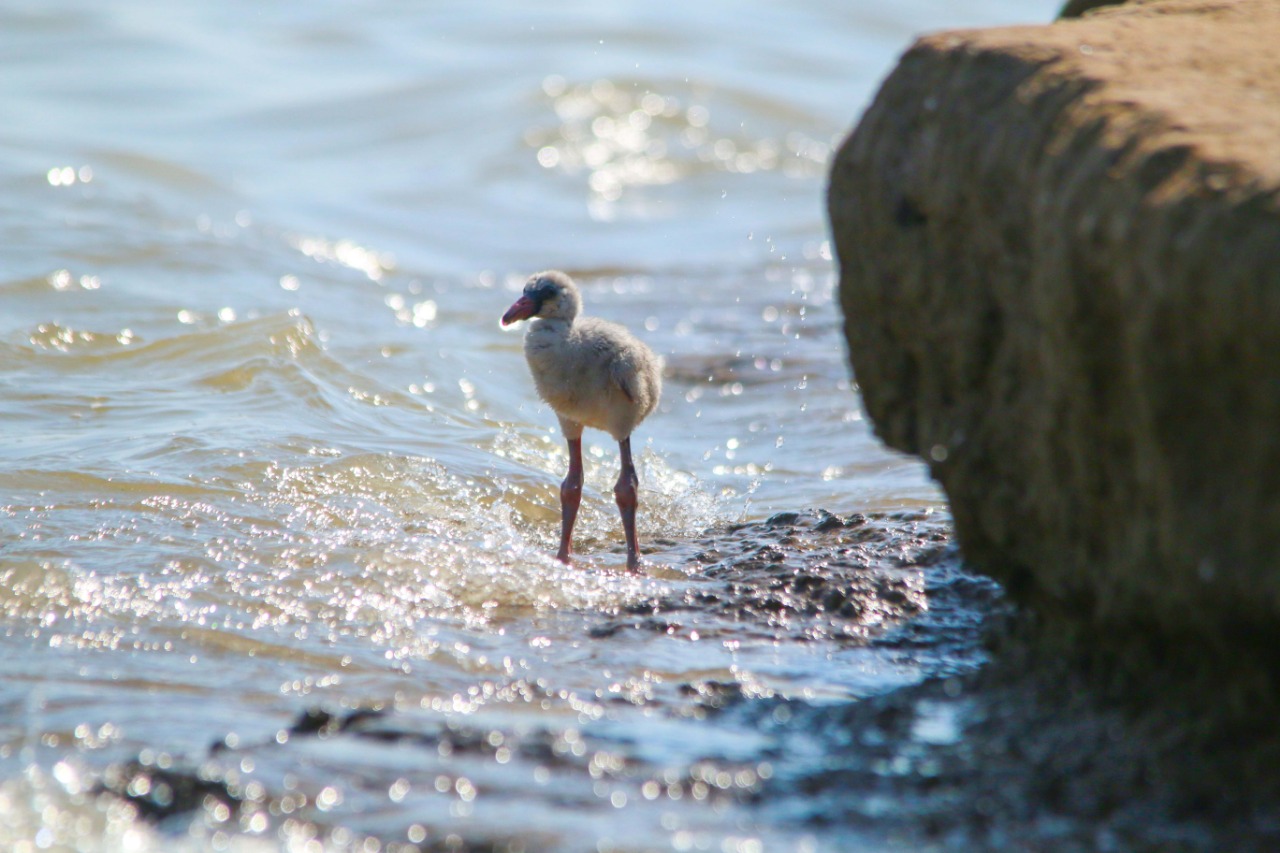 Flamingo City in the big desert of Kutch became Gift City, 7.5 lakh ...