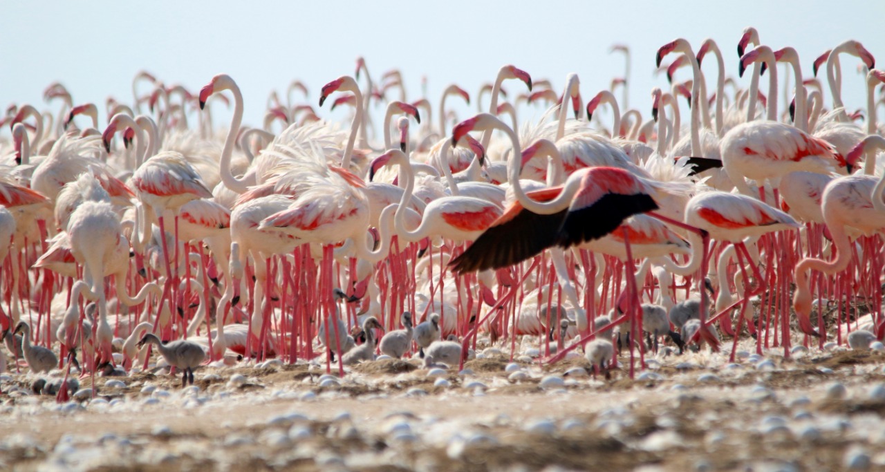 Flamingo City in the big desert of Kutch became Gift City, 7.5 lakh ...