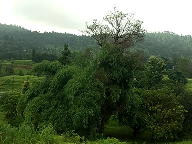 Dabosa waterfall near Selvas in Gujarat's neighborhood has become a ...