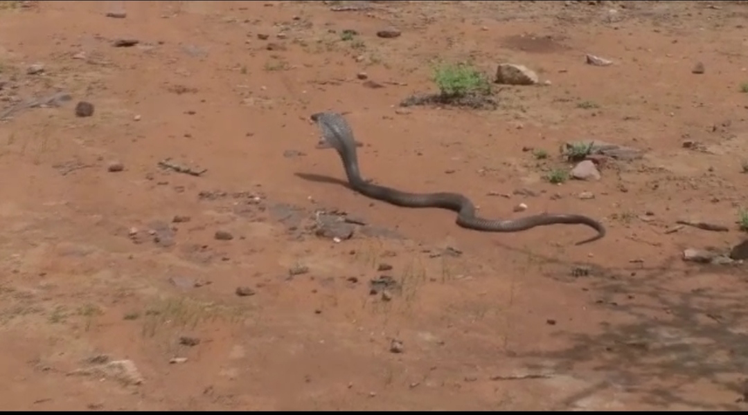 ધ્રાંગધ્રાનો એક યુવાન સર્પને બચાવવા રહે છે તત્પર, આજદિન સુધીમાં દસ ...