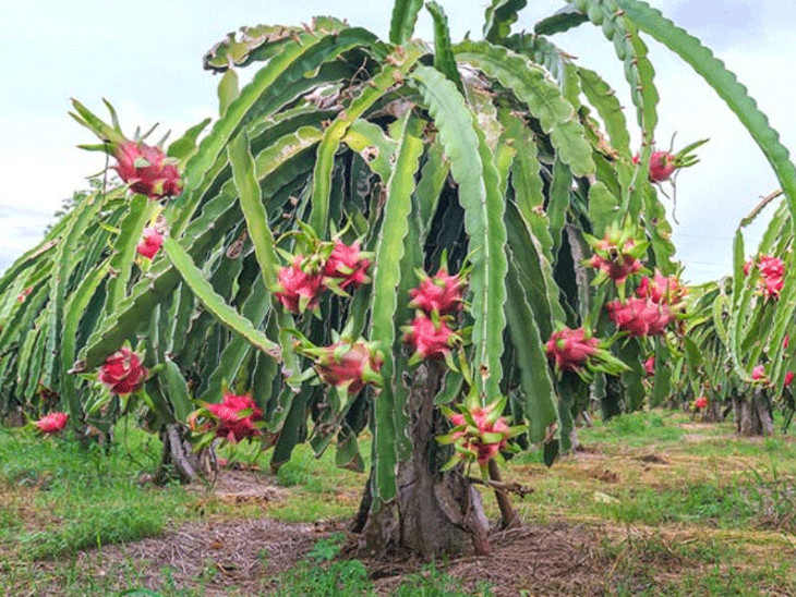 Dragon fruit orchards were planted in 1200 hectares of land in 25 ...