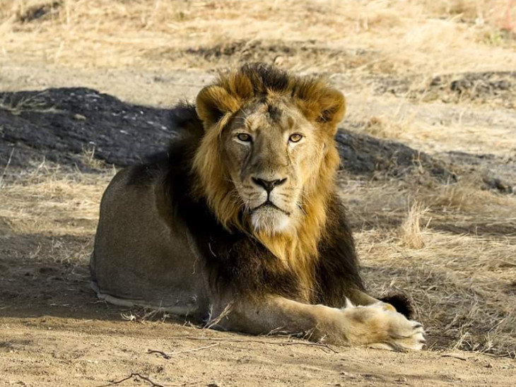 Out of 410 species of mammals in the country, 124 species are ...