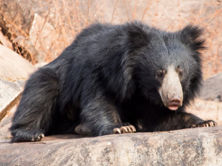 Out of 410 species of mammals in the country, 124 species are ...