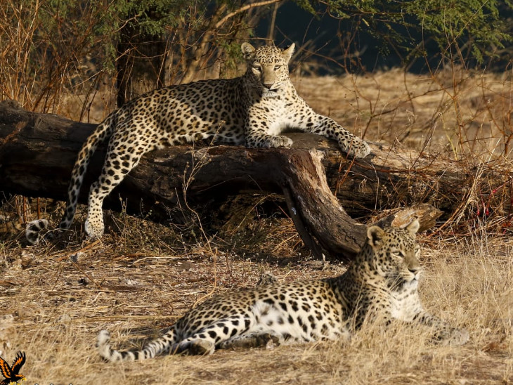 Out of 410 species of mammals in the country, 124 species are ...