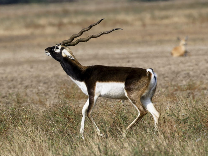 Out of 410 species of mammals in the country, 124 species are ...