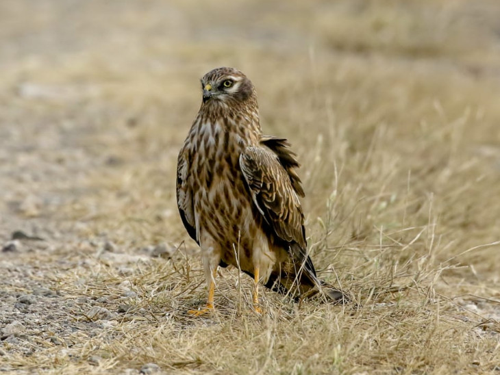 Out of 410 species of mammals in the country, 124 species are ...