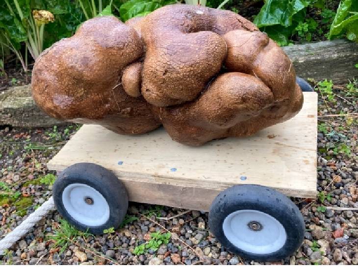 A 7.8 kg potato 'Doug' grows on New Zealand couple's farm, becomes a ...