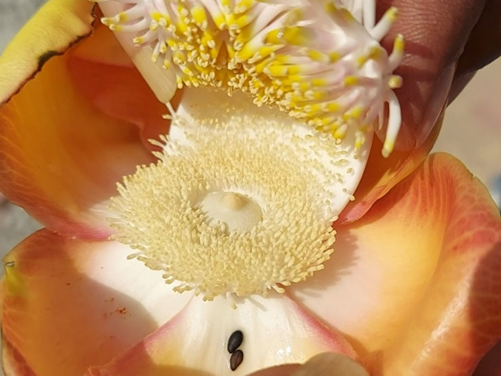 Kailaspati tree of rare species found in Manjarol | ભાસ્કર વિશેષ ...