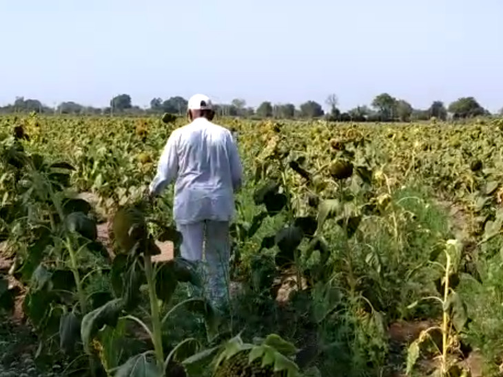 Atkot farmer resourcefully planted double crop in 5 vigha of land at a ...