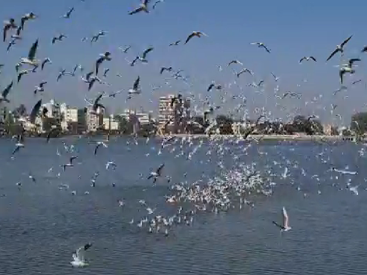 Arrival of migratory birds enhances the beauty of millions of lakes in ...