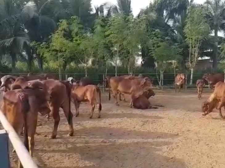 In an effort to make our cows produce more milk like in Brazil, Sumul ...