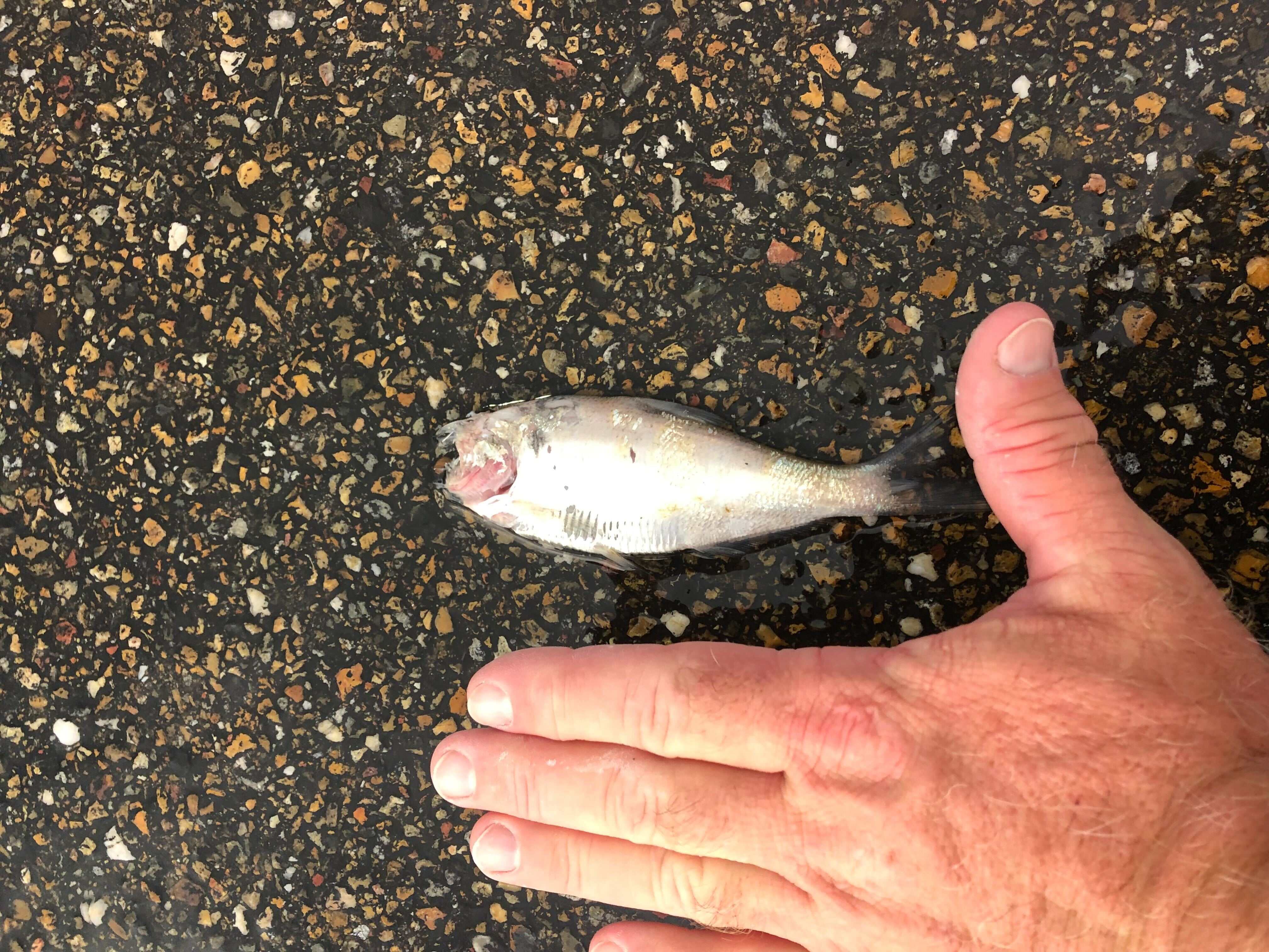 Fish fall from sky during rain in US city