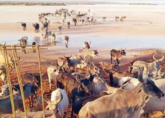 Maldharis of ten villages in trouble due to shortage of fodder in ...