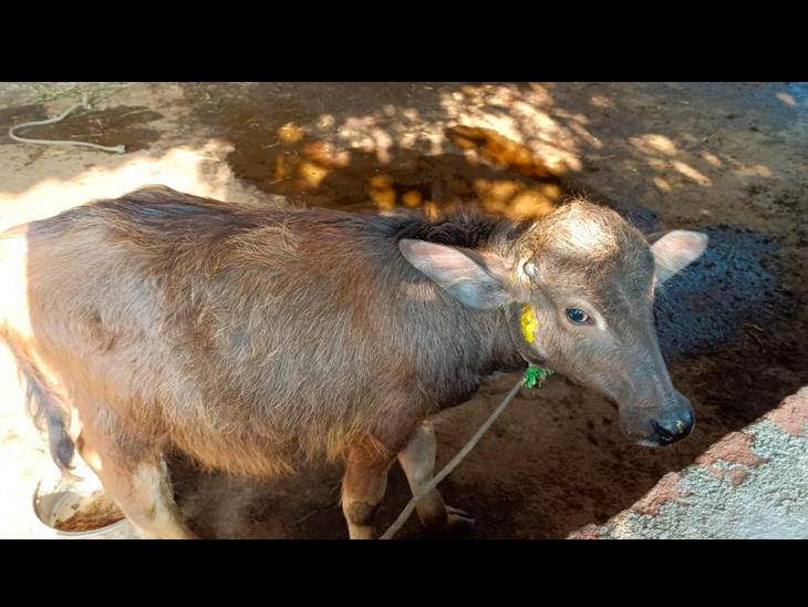 Pangolin attack on buffalo calf in Bhavanadgad village of Dang ...