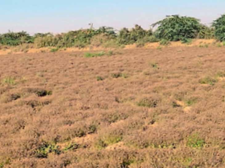 In the Pranthal area, it has become 'black' for cumin, the crop has ...