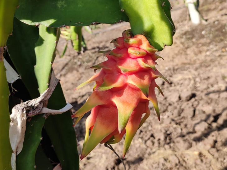 Saffron dragon fruit production in Rajkot after red, white, more sweet ...
